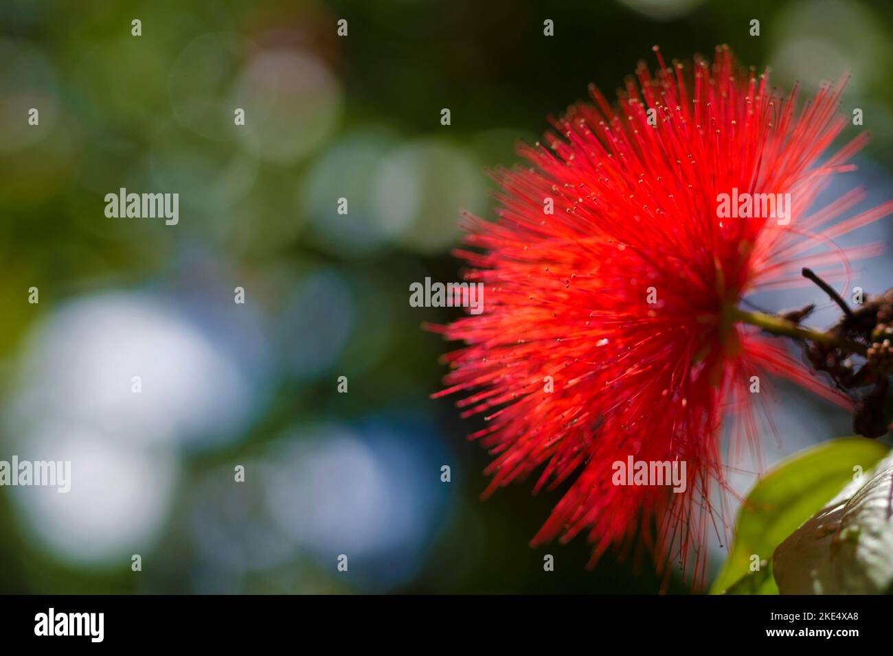 A shallow focus shot of red Calliandra grandiflora flower with bokeh ...