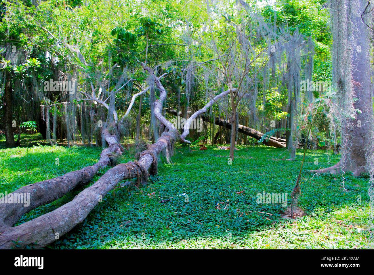 Huge tree trunks falling on grass farm in the forest with leafless ...