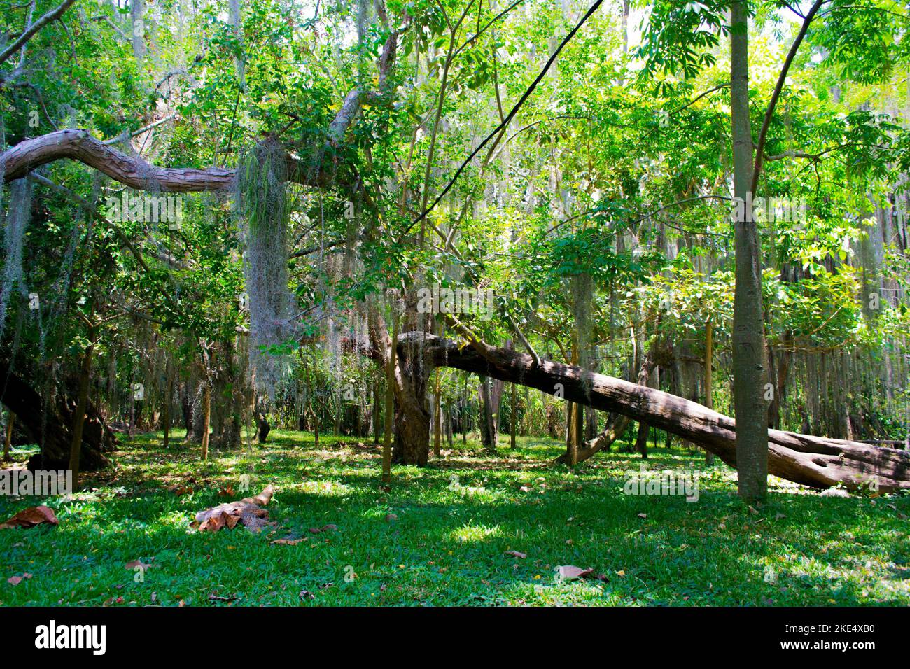 Huge tree trunks falling on the ground in the forest with leafless ...