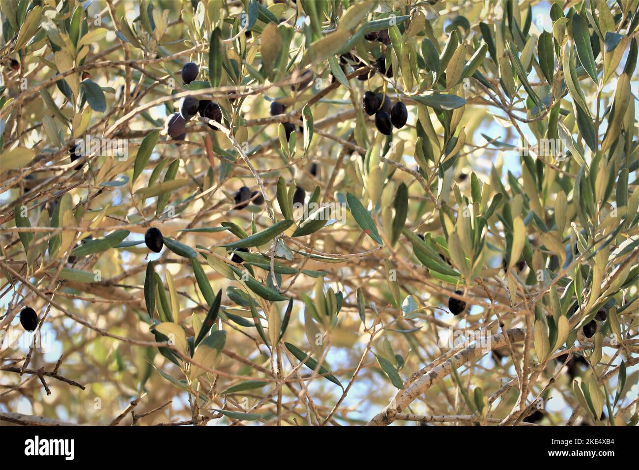 A closeup of black olives on the European olive tree (Olea europaea ...