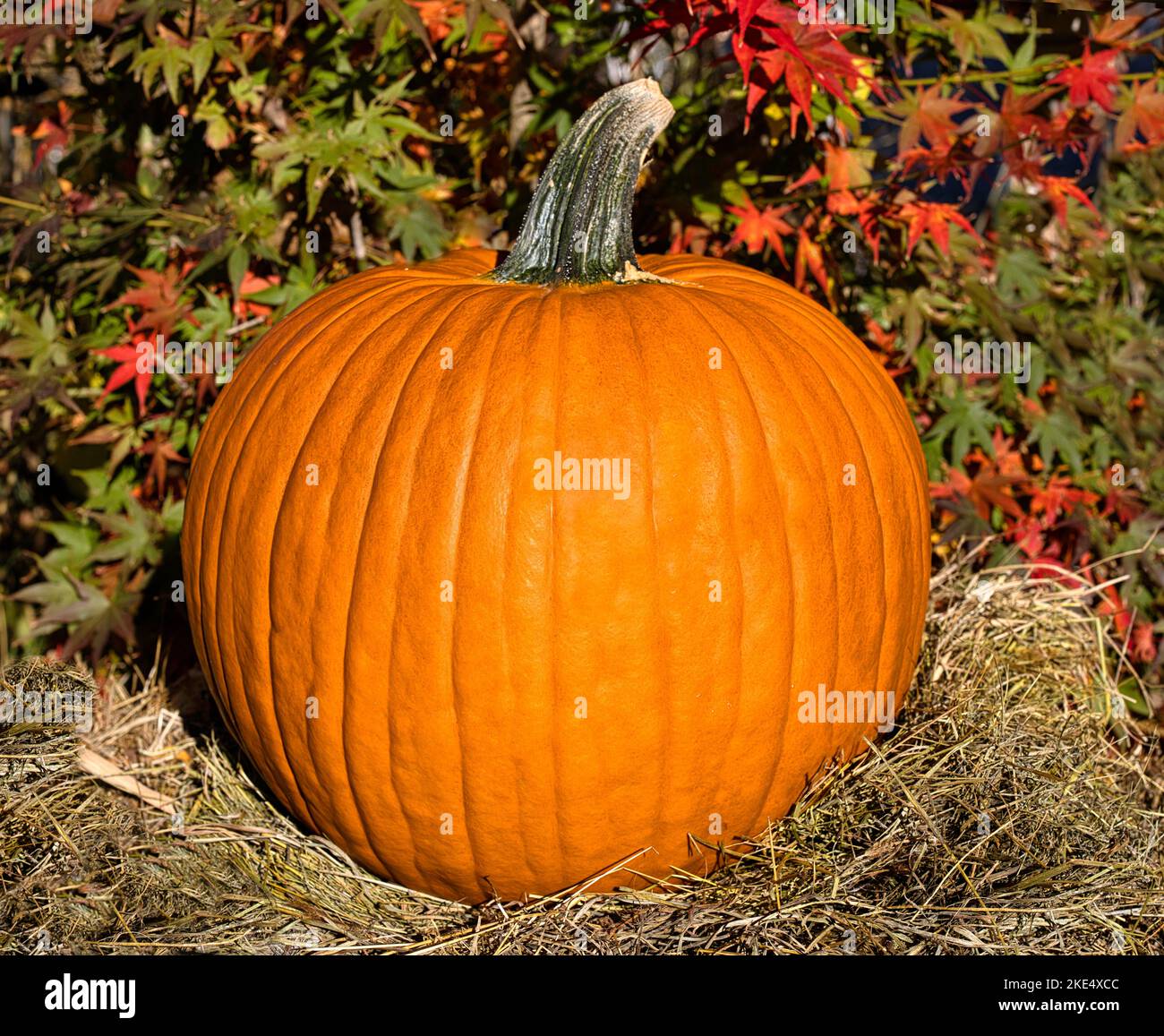 Giant pumpkin, thanksgiving. Amish country Stock Photo - Alamy