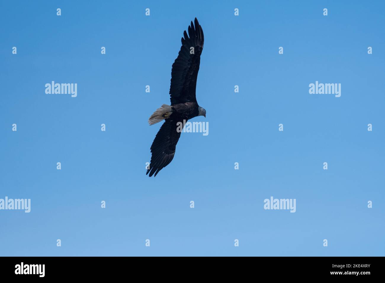 Bald Eagle soaring through clear blue sky in NY Stock Photo - Alamy