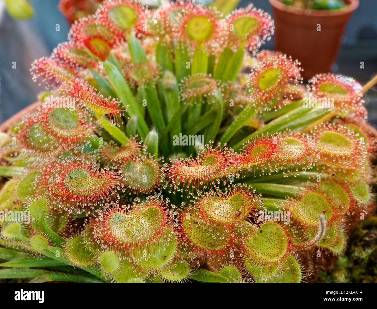 Insectivorous Plants Drosera