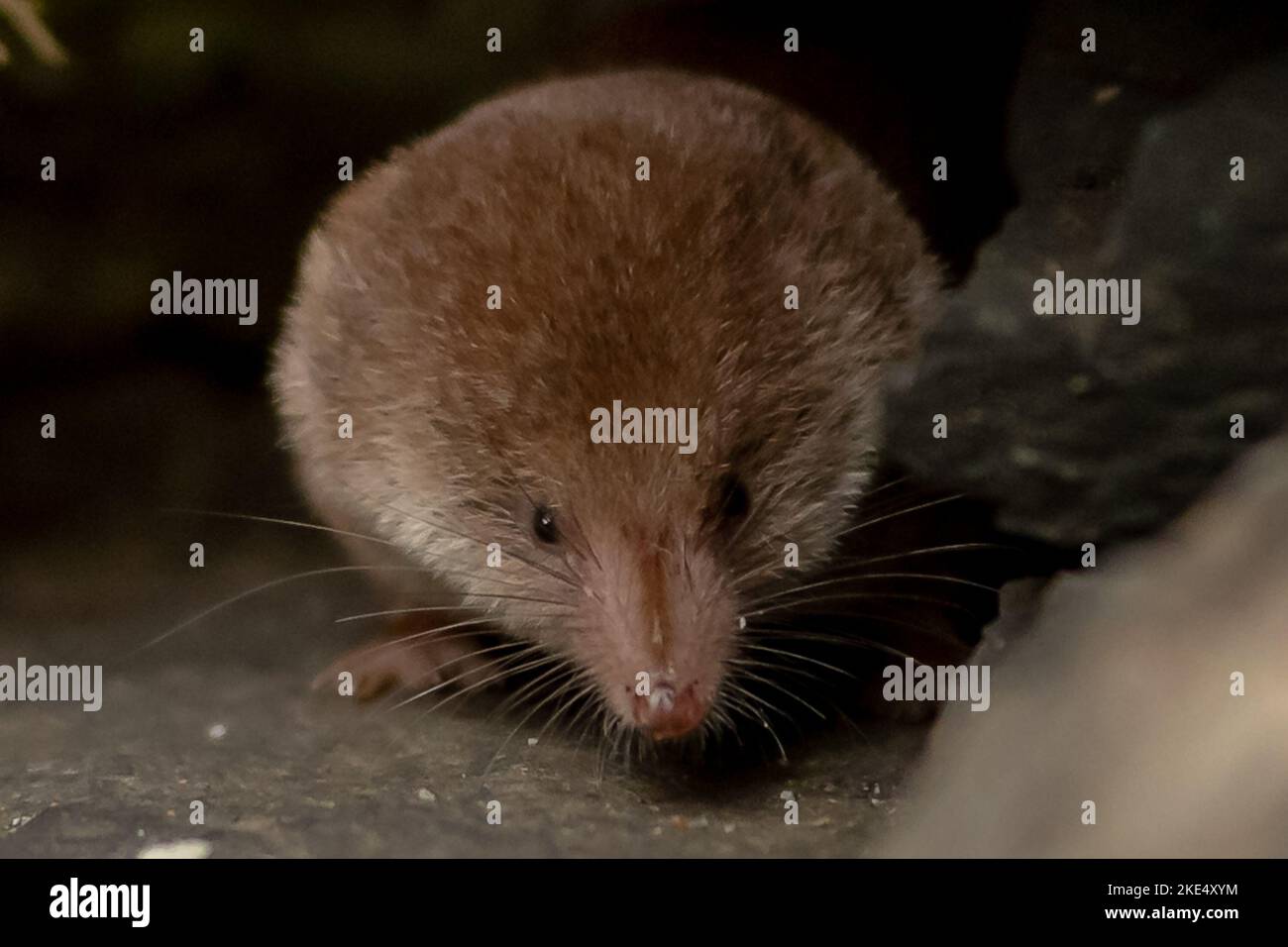 Shrew eyes hi-res stock photography and images - Alamy