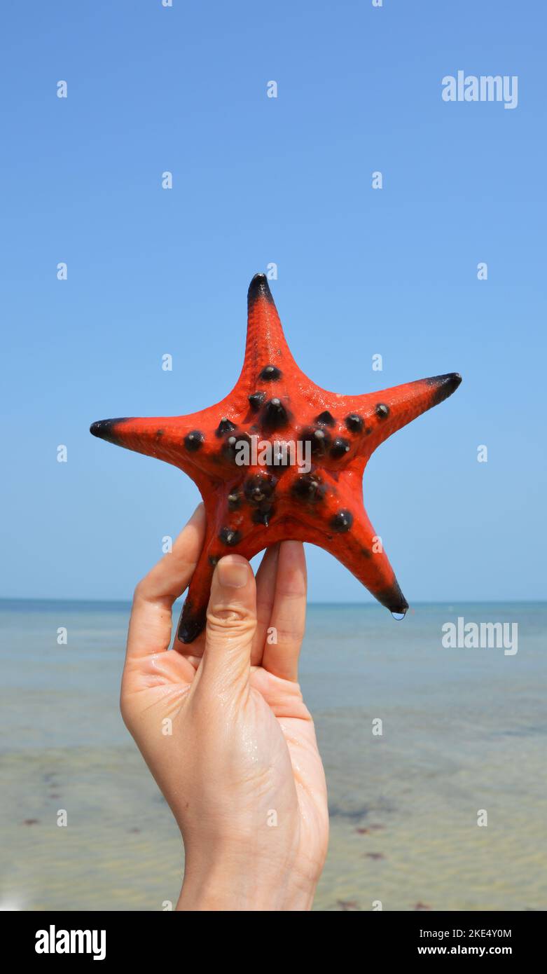 Front of an alive orange starfish with background of a clear blue sky ...