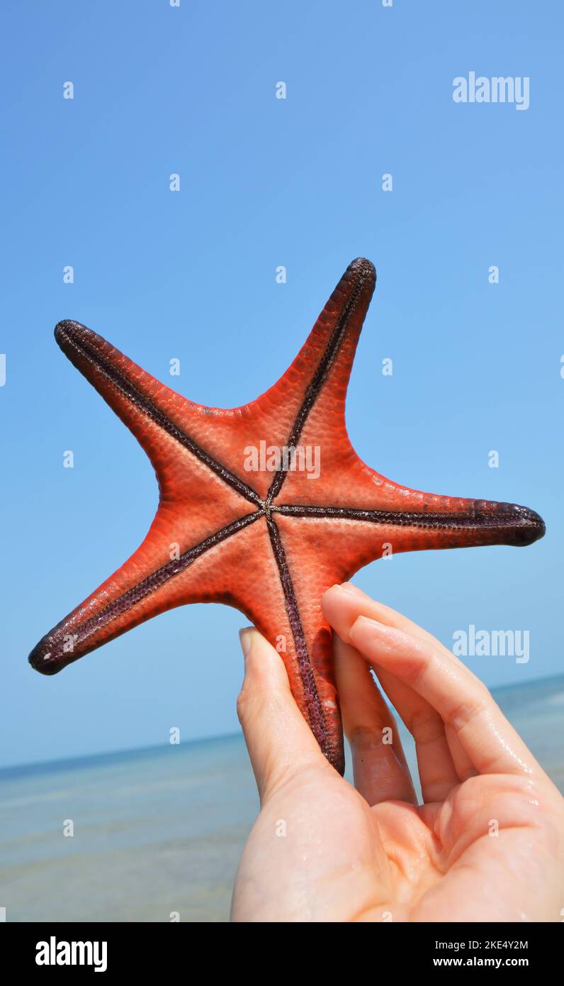 the back of a living starfish in orange color with background of blue ...