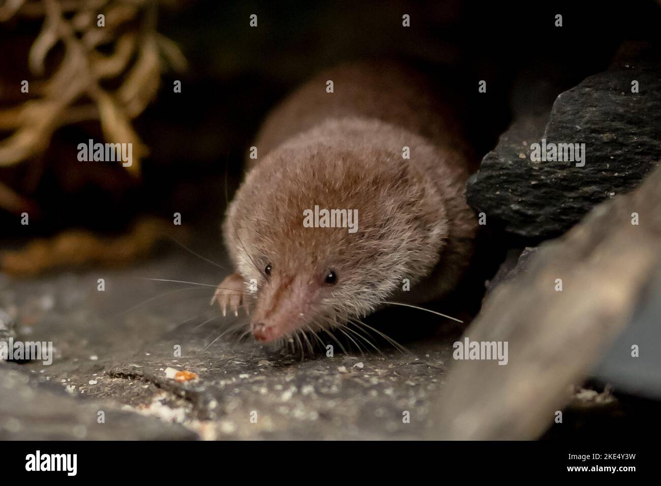 Shrew hi-res stock photography and images - Alamy