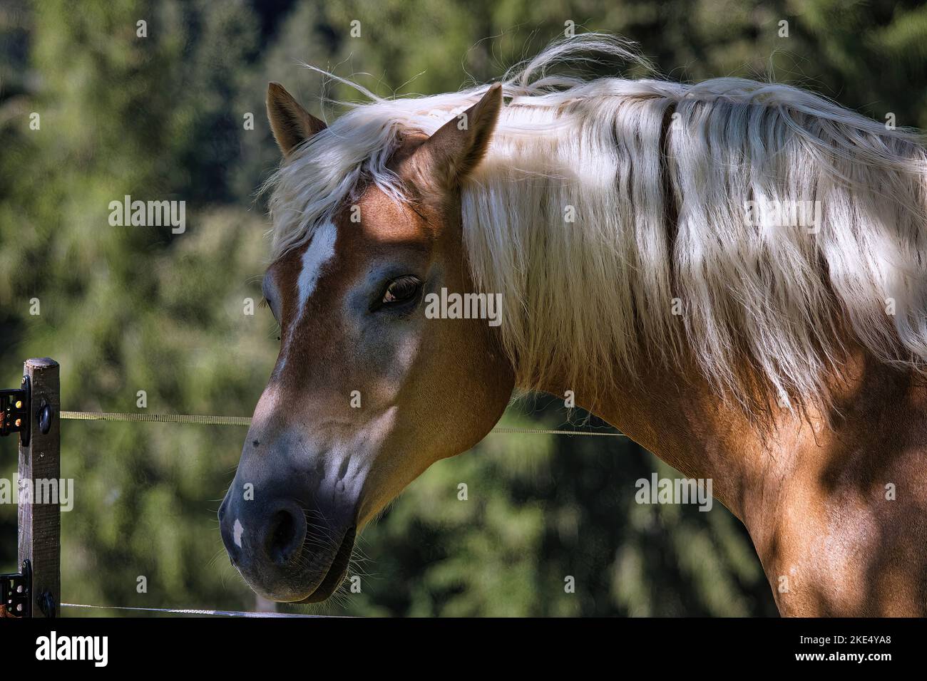 Haflinger stallion hi-res stock photography and images - Alamy
