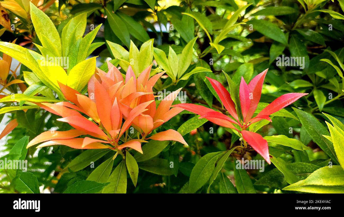 Japanese andromeda hi-res stock photography and images - Alamy