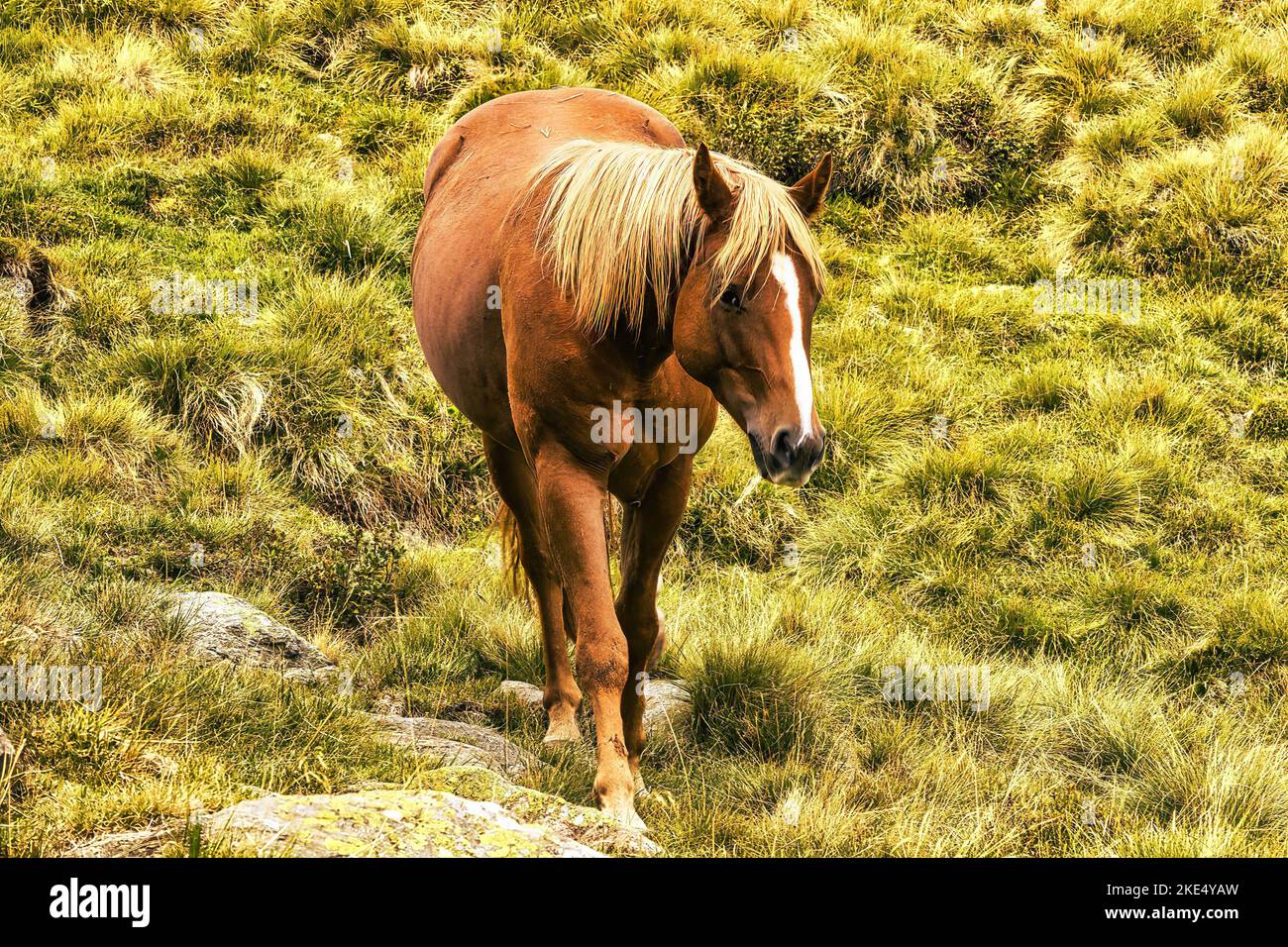 A beautiful horse standing in a grass field Stock Photo - Alamy