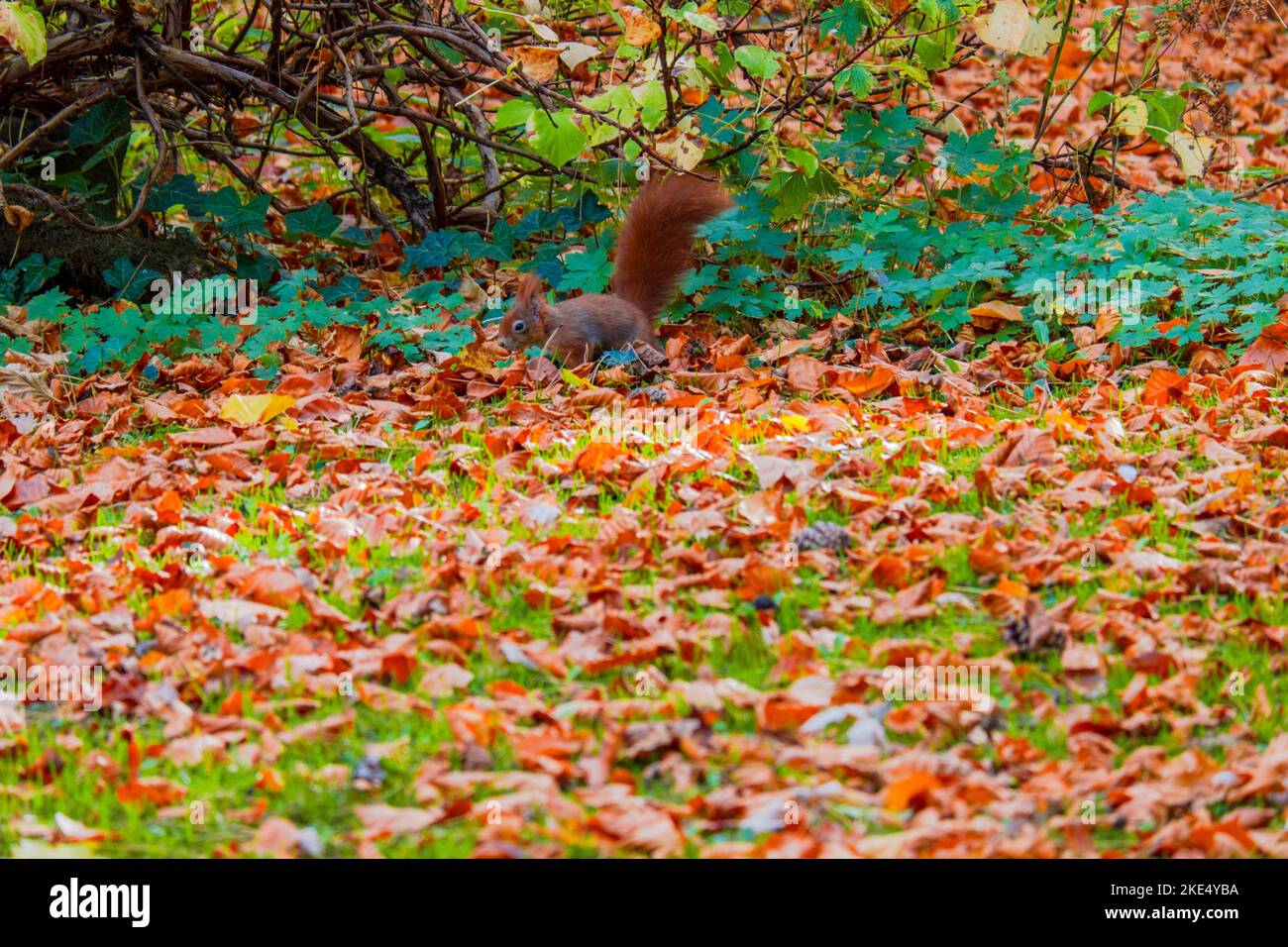 cute red squirrel playing in park. animals Stock Photo - Alamy
