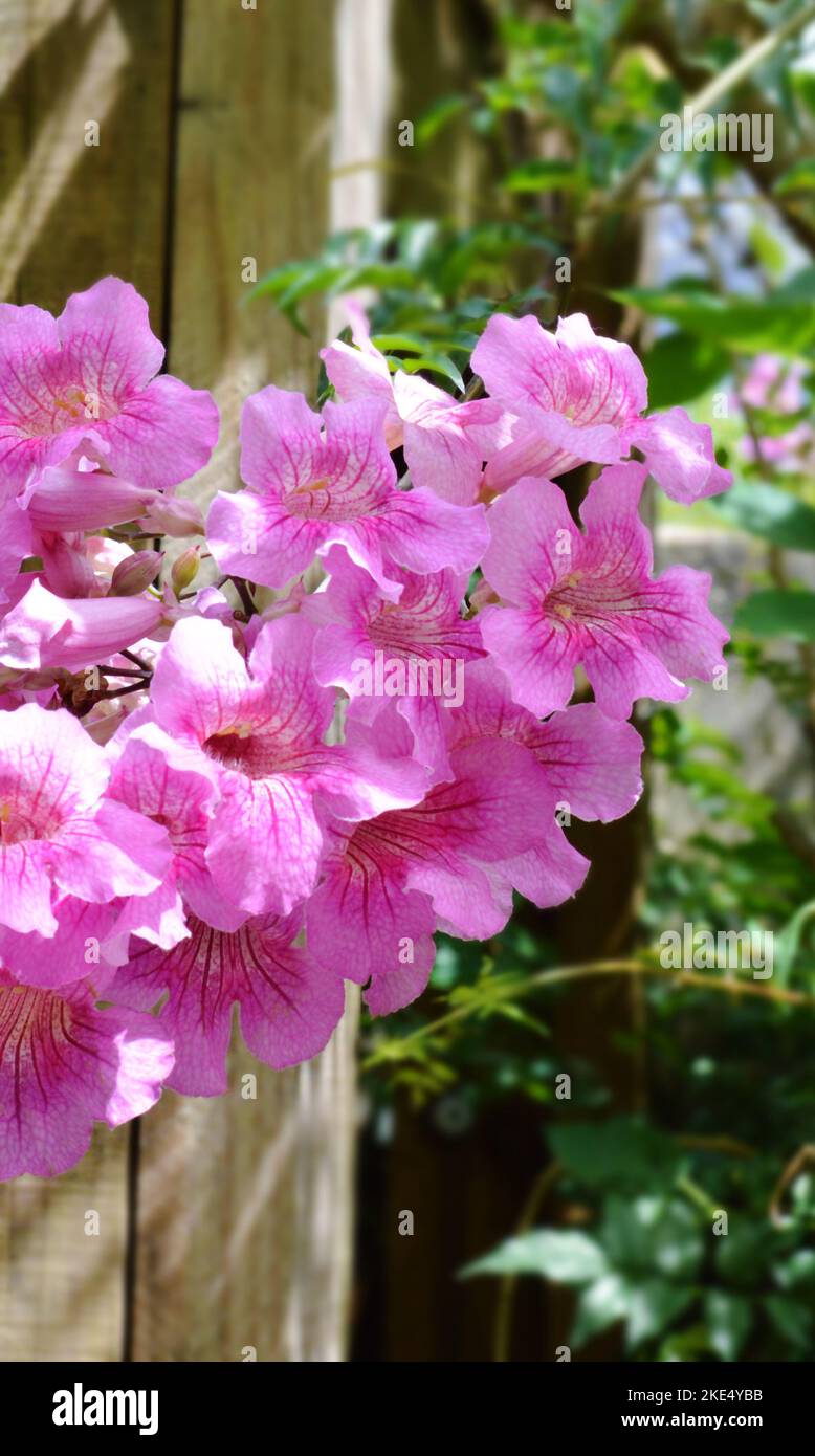Pink trumpet vine flower branch on a wooden house Stock Photo - Alamy