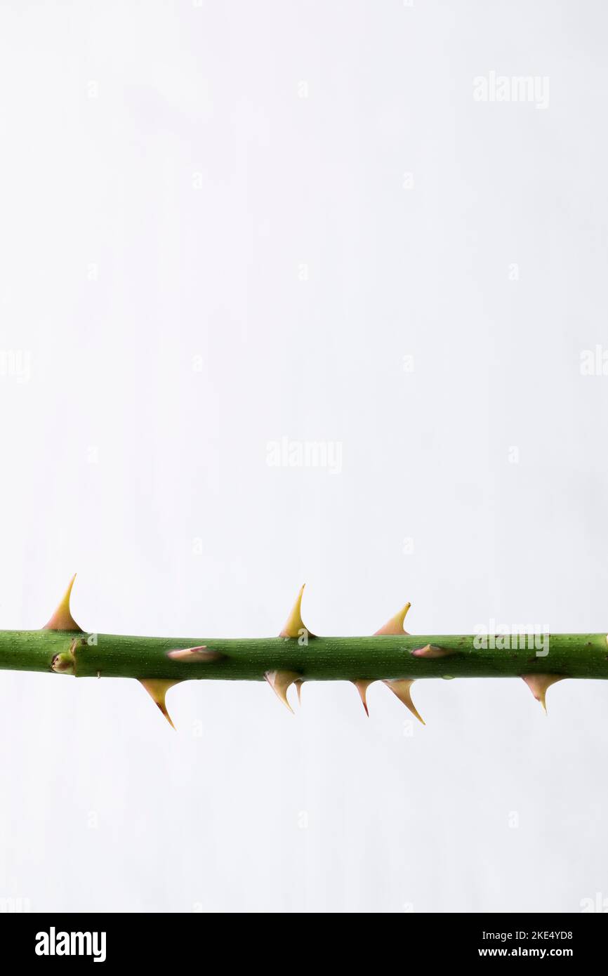 Isolated rose stem with thorns on white background Stock Photo - Alamy
