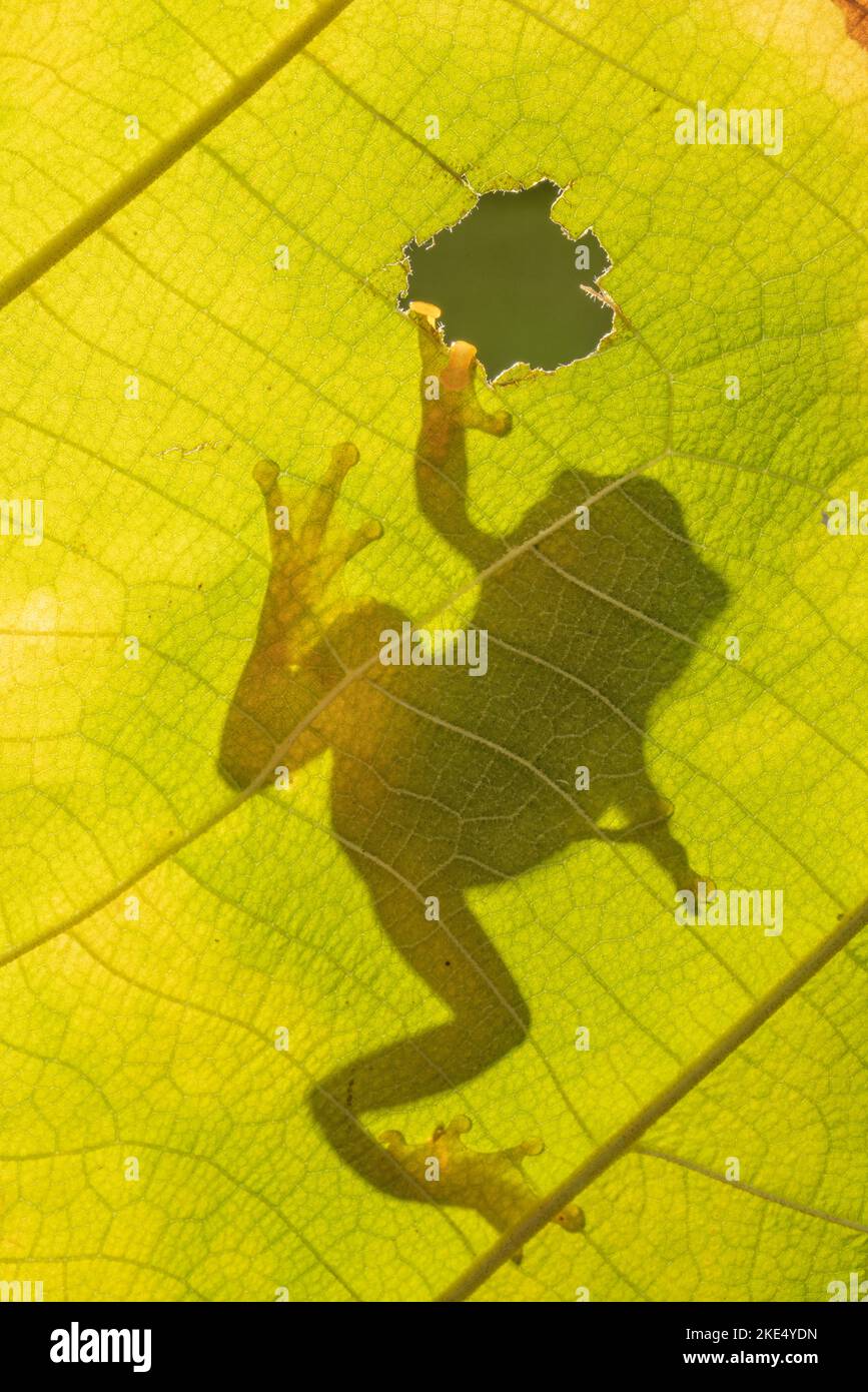 Starry night reed frog hi-res stock photography and images - Alamy