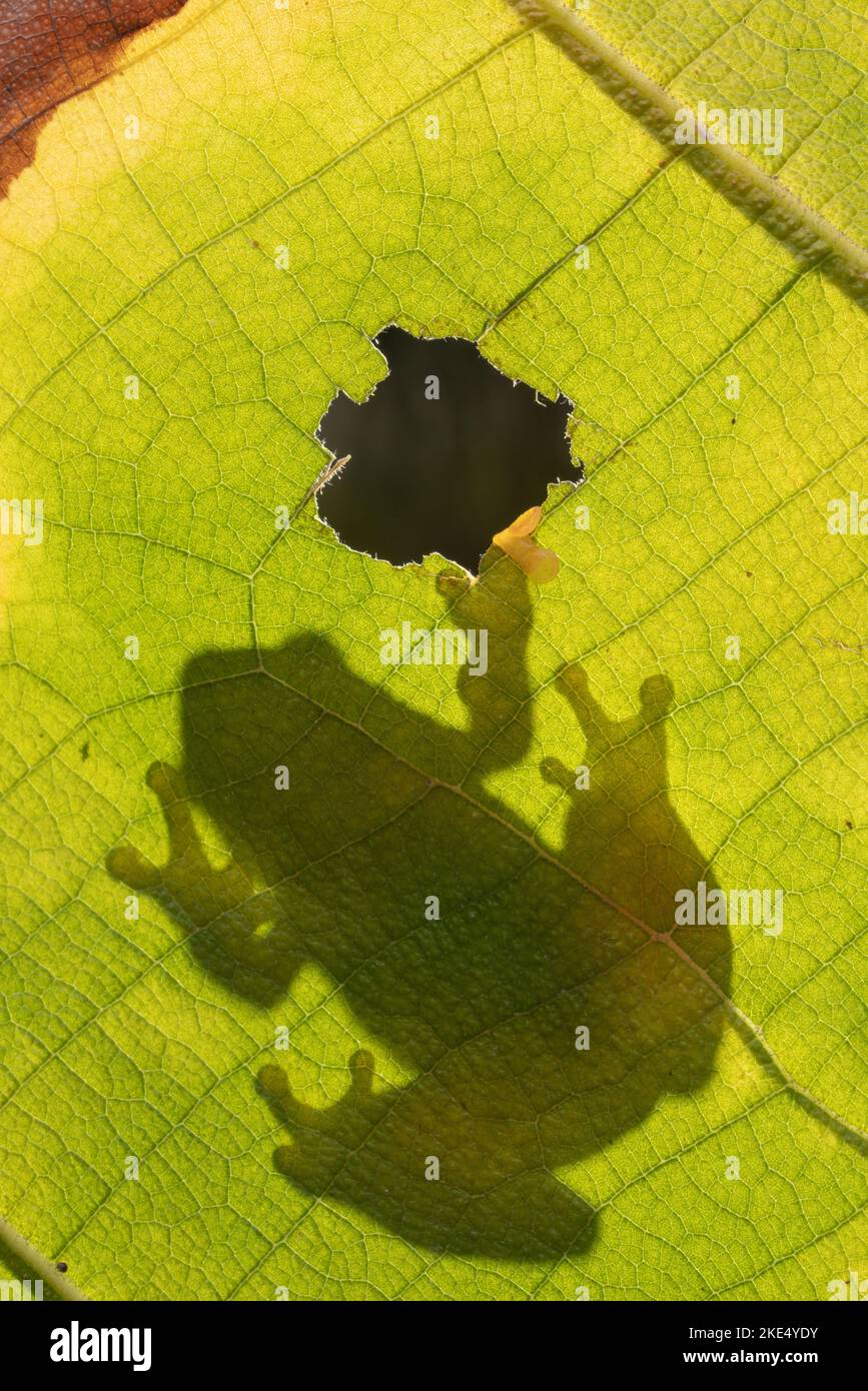 A closeup of a Starry Night Reed Frog's shadow on a leaf on a sunny day ...