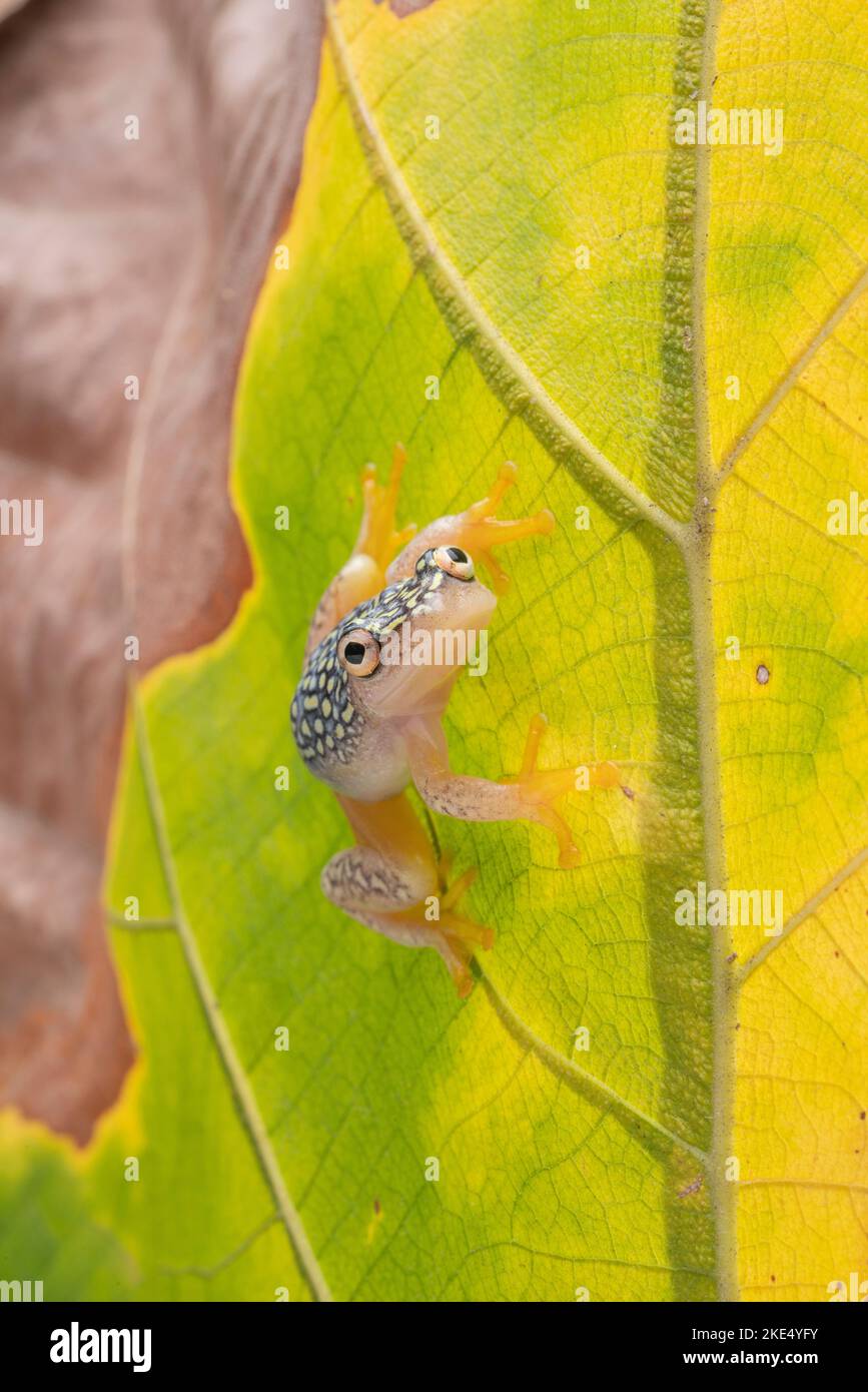 Starry night reed frog hi-res stock photography and images - Alamy