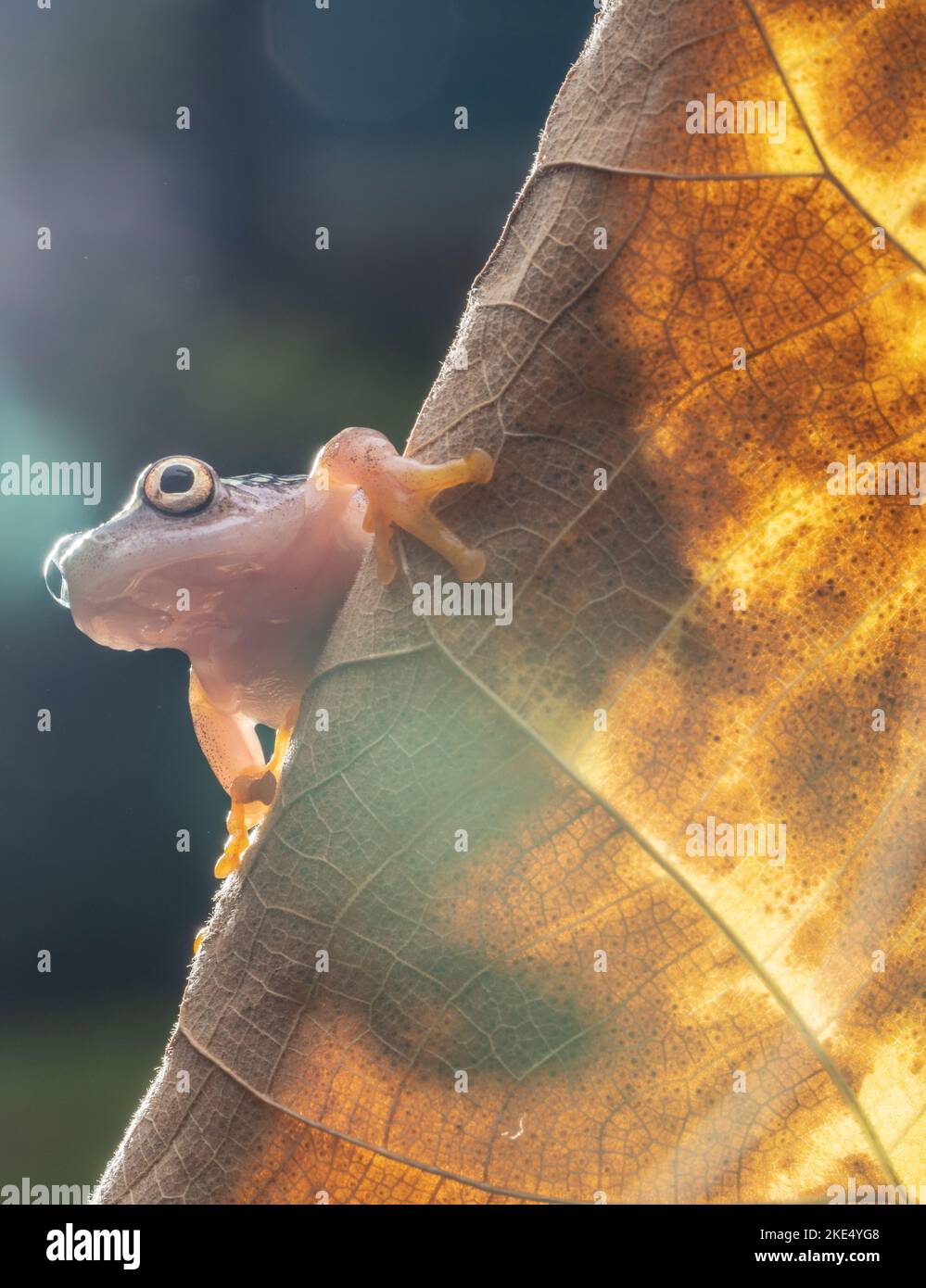 Starry night reed frog hi-res stock photography and images - Alamy