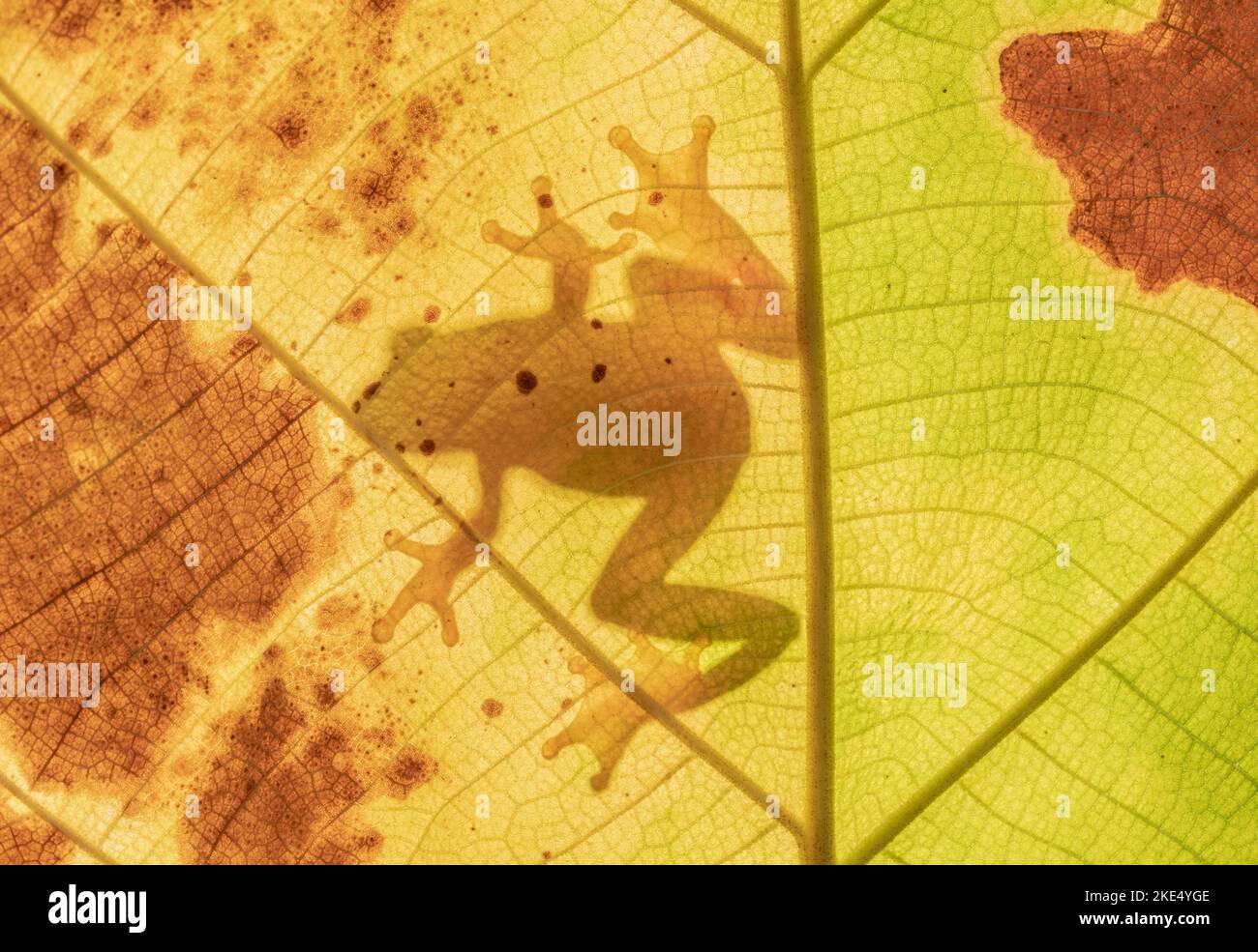 Starry night reed frog hi-res stock photography and images - Alamy