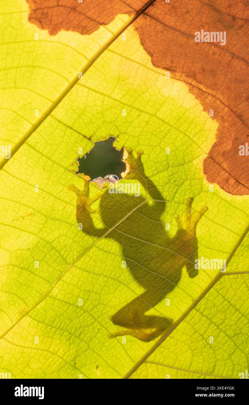 Starry night reed frog hi-res stock photography and images - Alamy