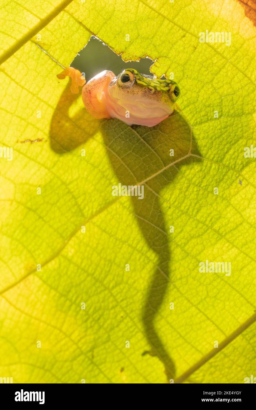 Starry night reed frog hi-res stock photography and images - Alamy