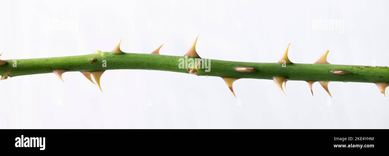 Isolated rose stem with thorns on white background Stock Photo - Alamy