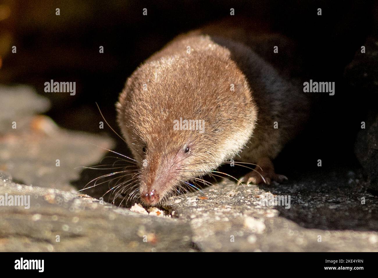 Venomos animal hi-res stock photography and images - Alamy