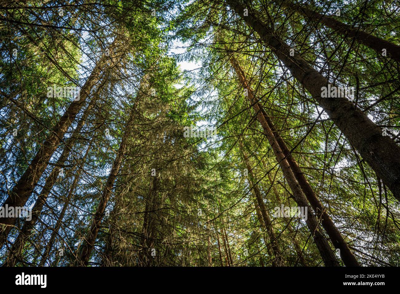 A low angle shot of tall pine trees in a forest Stock Photo - Alamy
