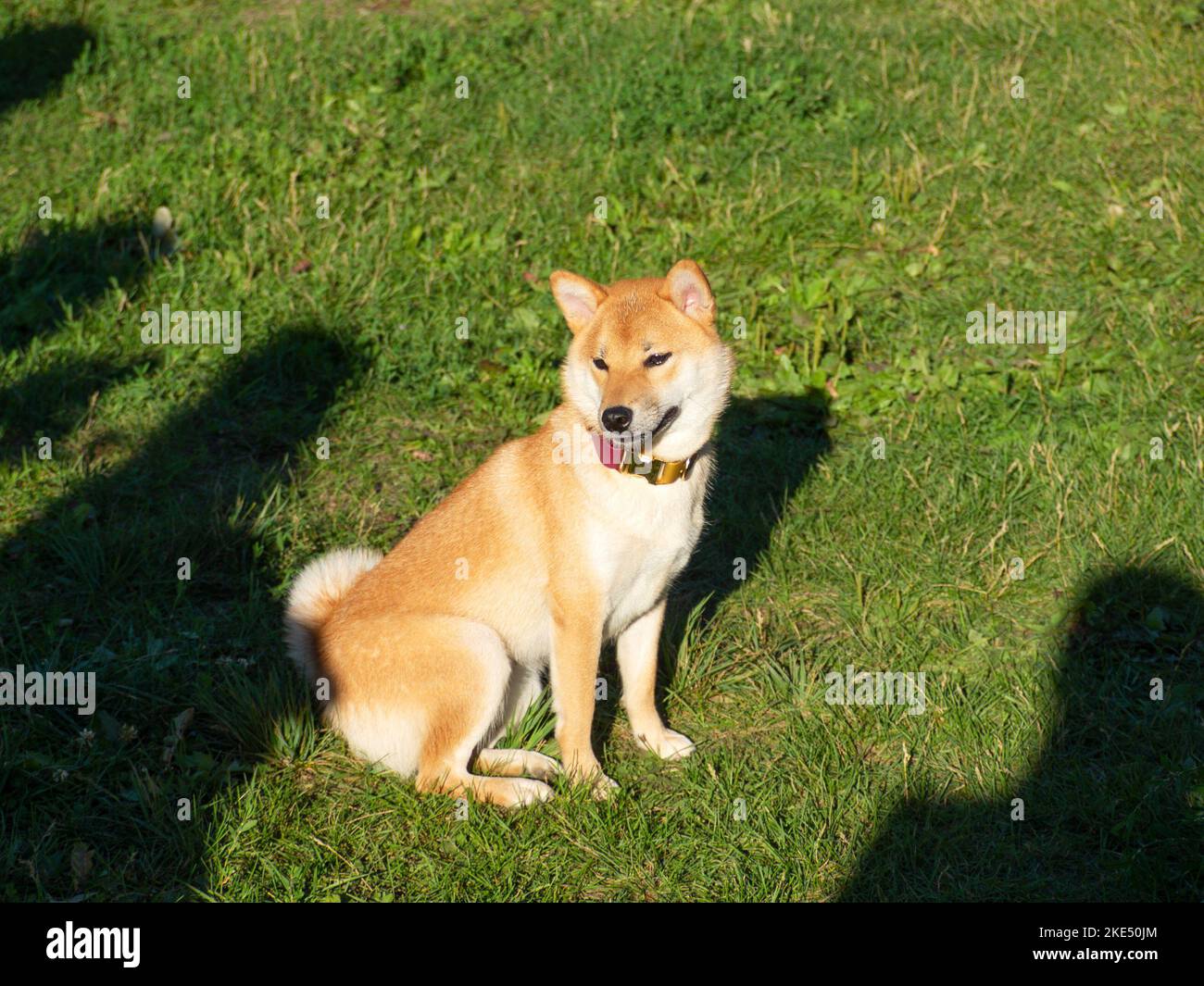 Shiba Inu plays on the dog playground in the park. Cute dog of shiba ...