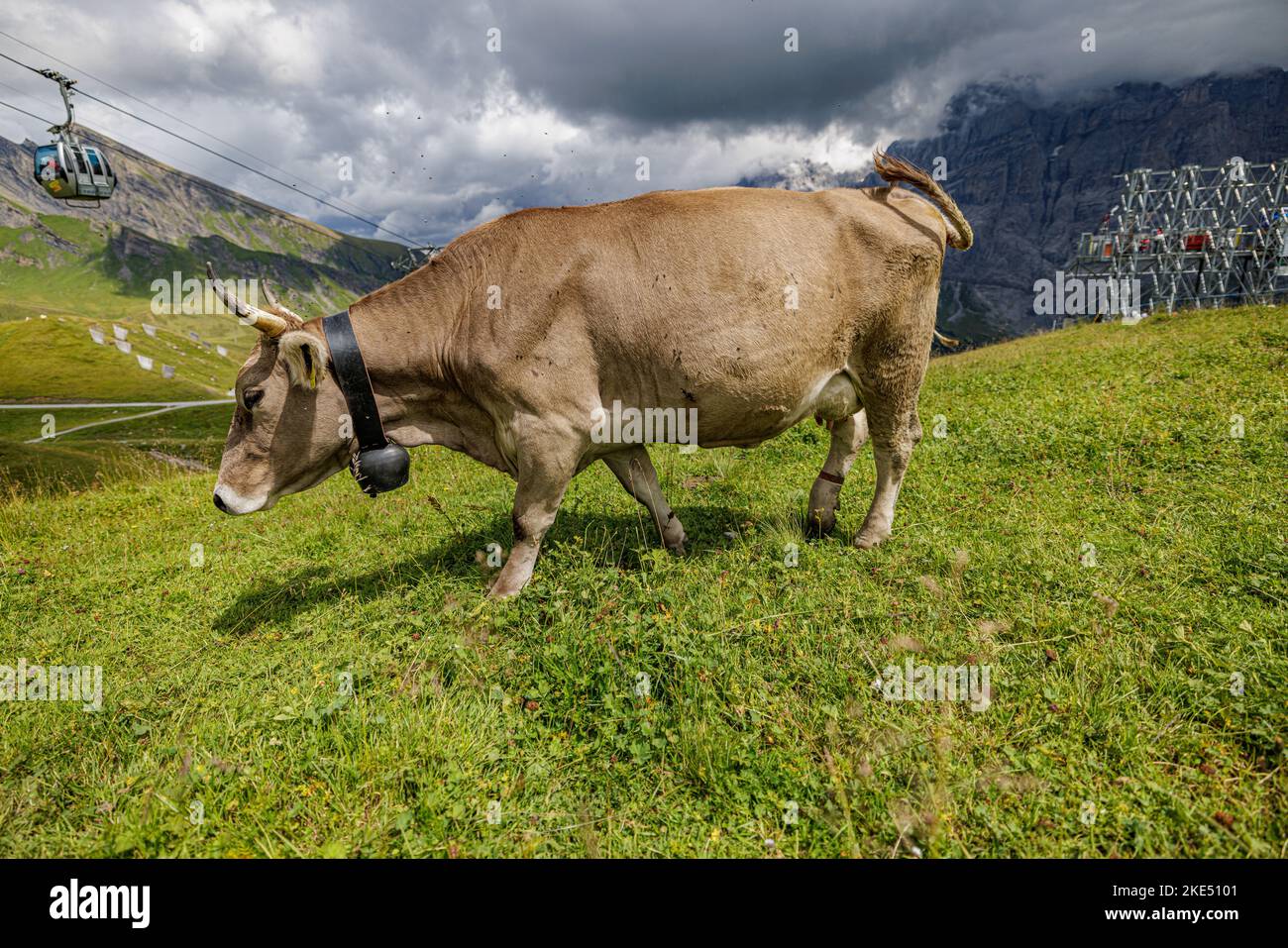 Cow with a bell on the neck hi-res stock photography and images - Alamy