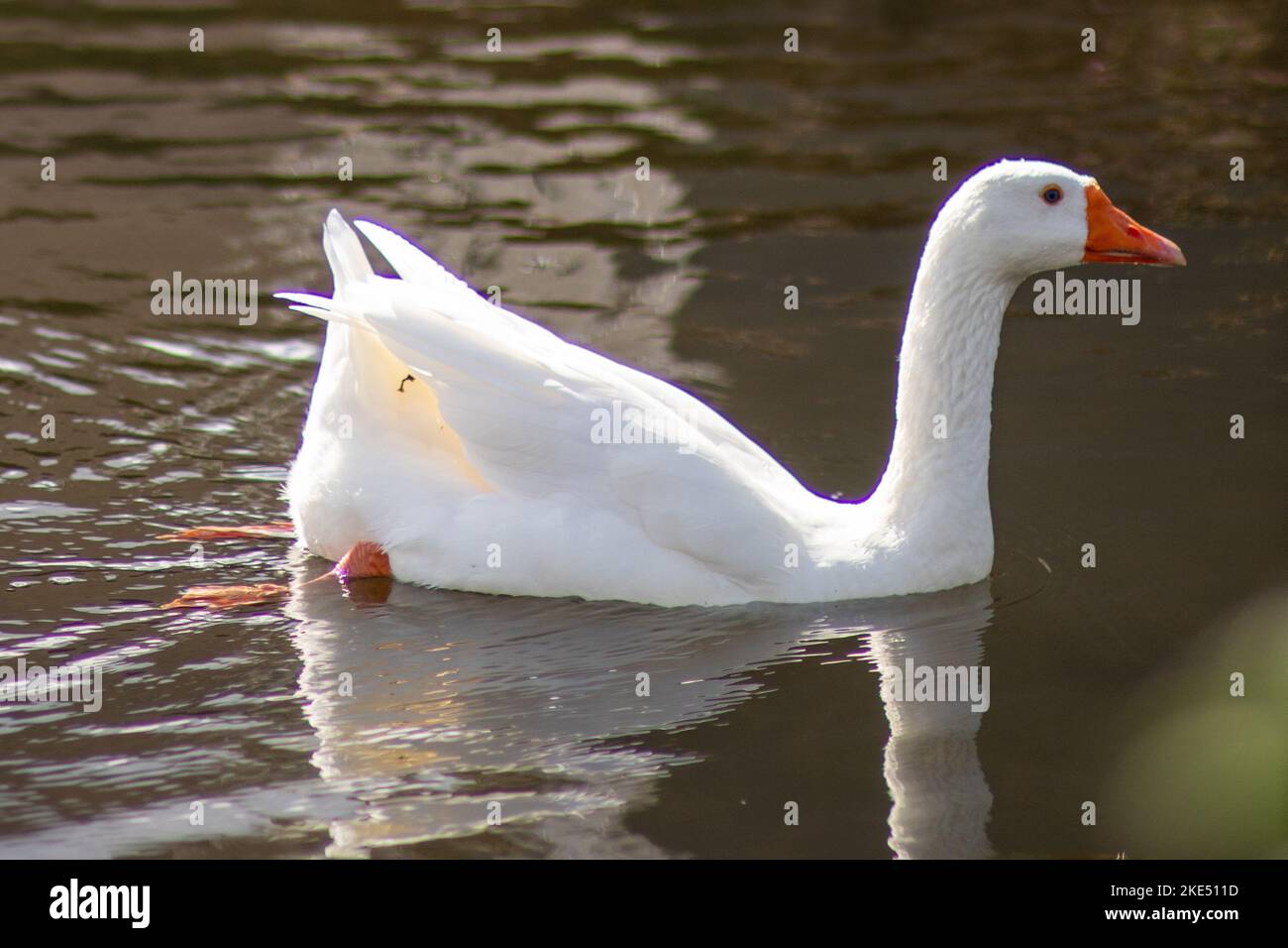 A closeup of white domestic goose floating in the pond Stock Photo - Alamy