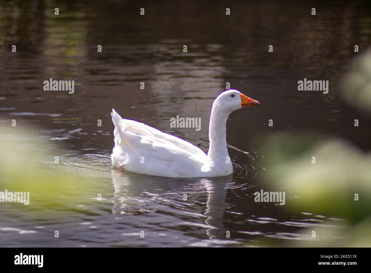 White domestic goose swimming lonely in the pond Stock Photo - Alamy