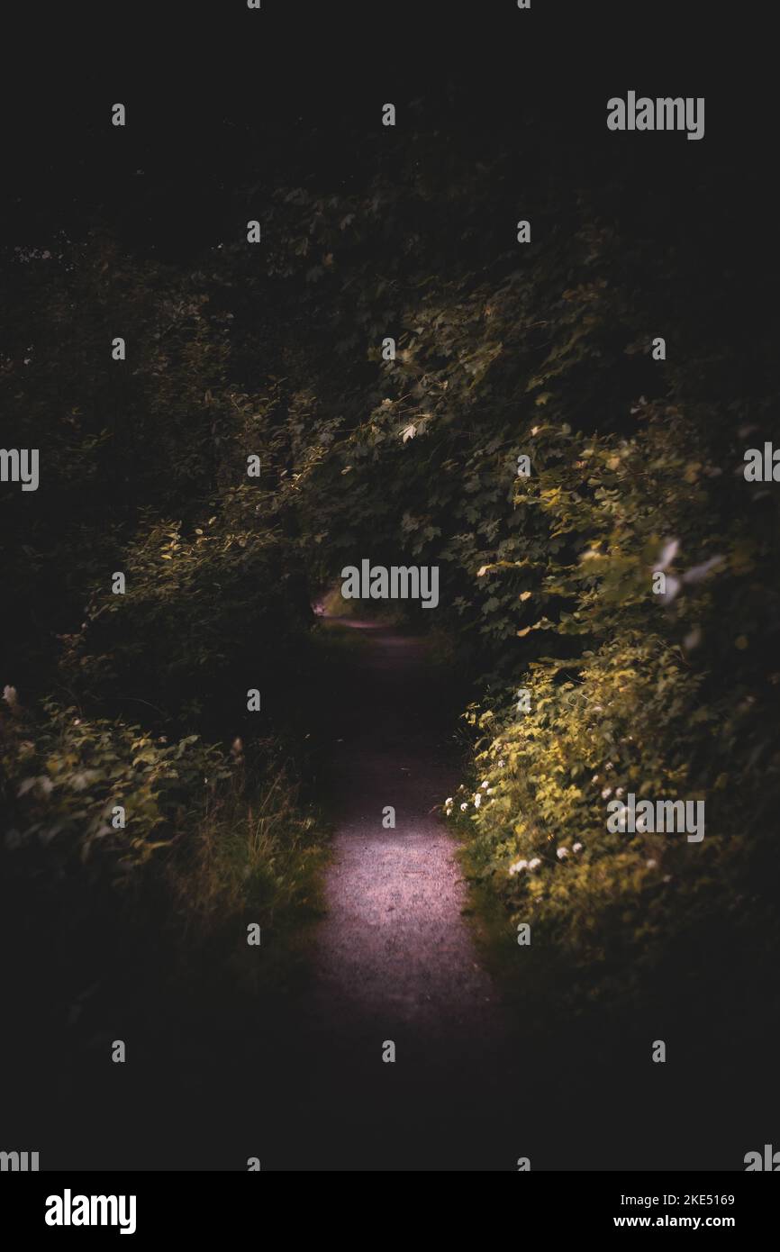 A vertical shot of a narrow gravel path between trees, perfect for ...