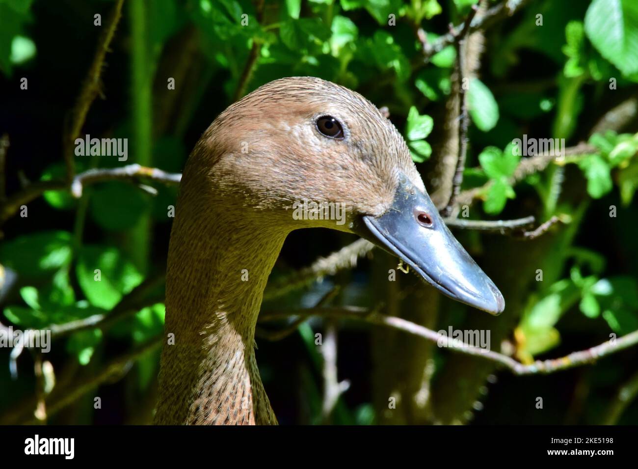 Welsh harlequin duck hi-res stock photography and images - Alamy