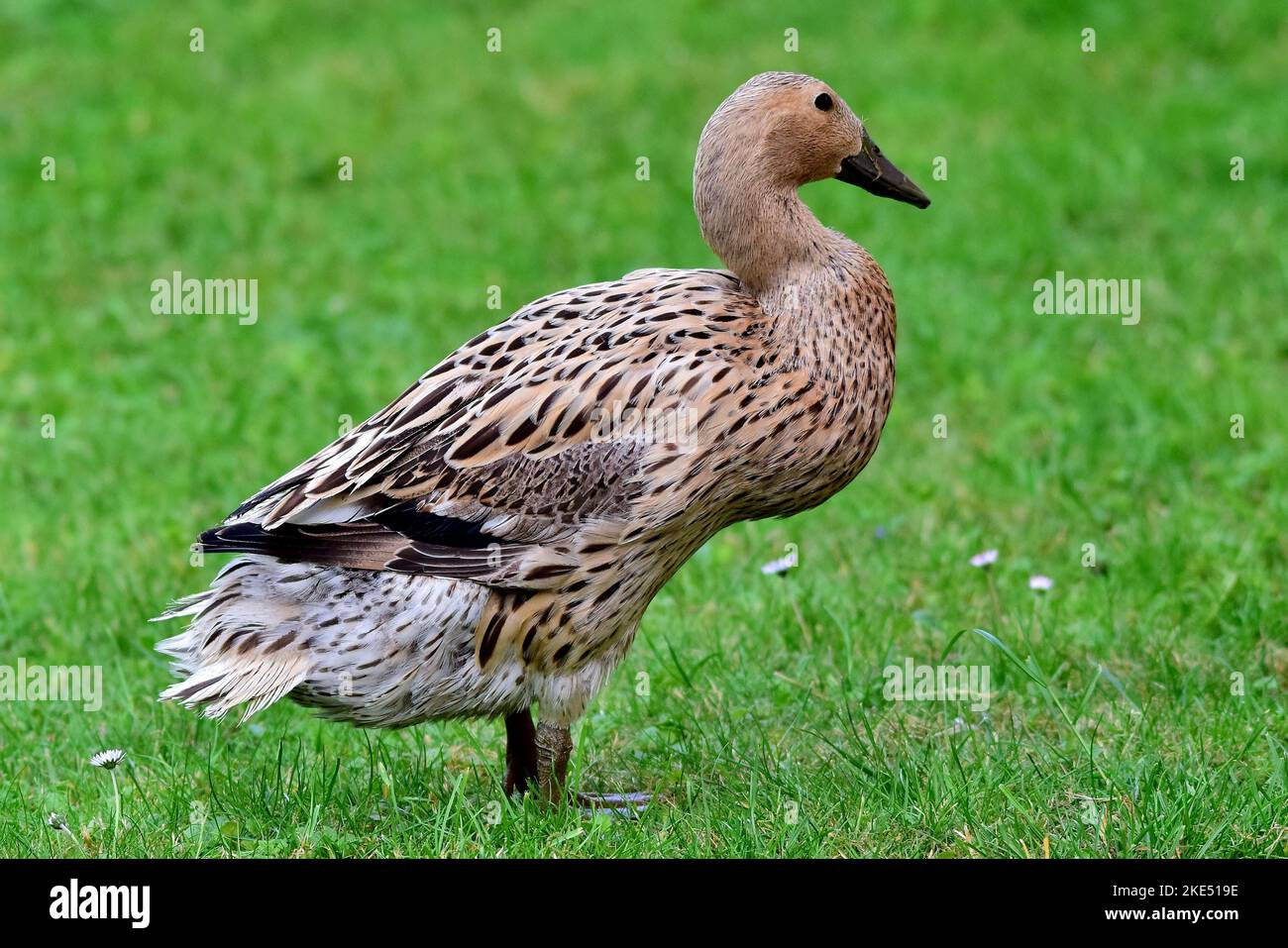 Welsh harlequin duck hi-res stock photography and images - Alamy