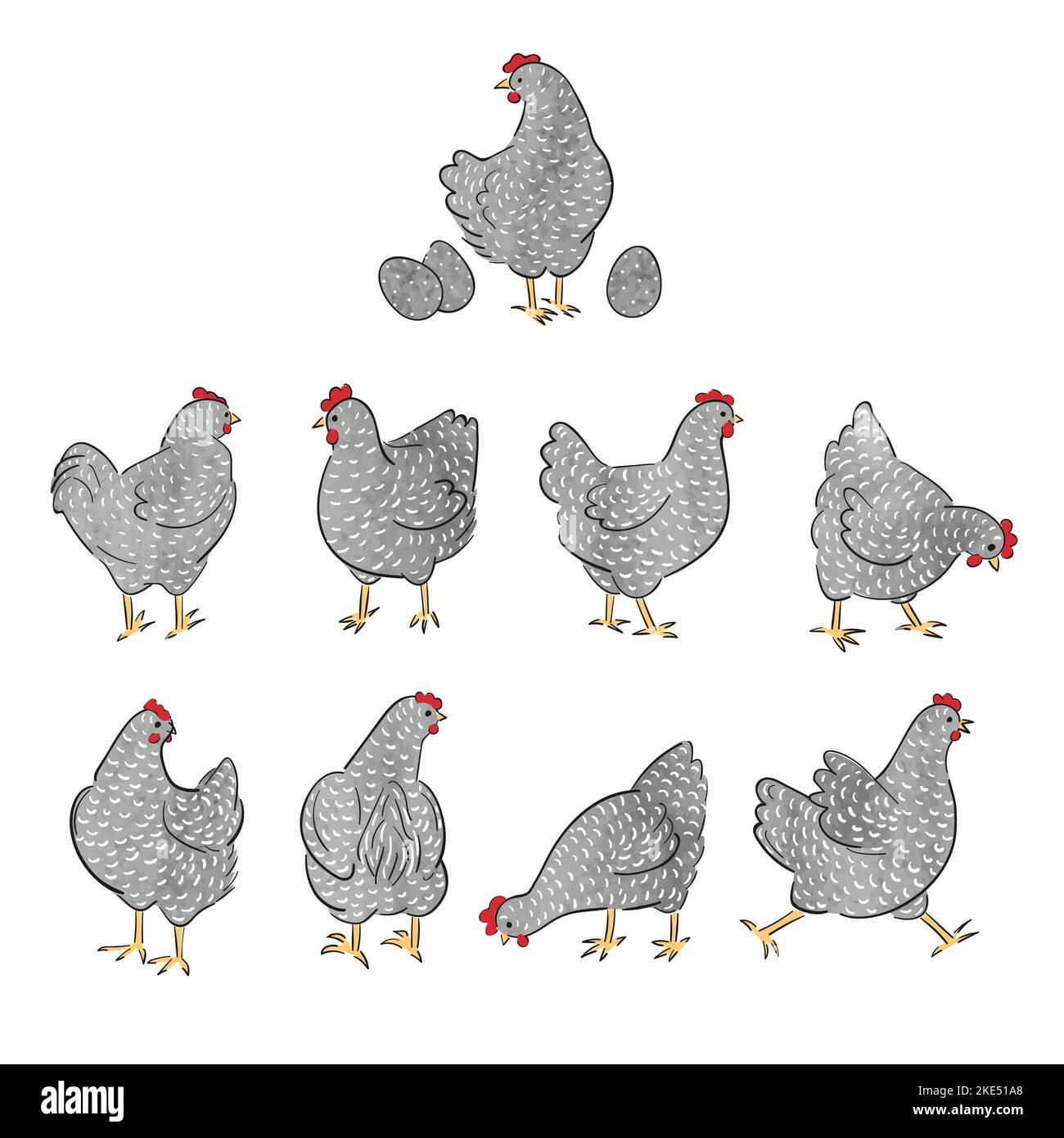 Codominance Chickens