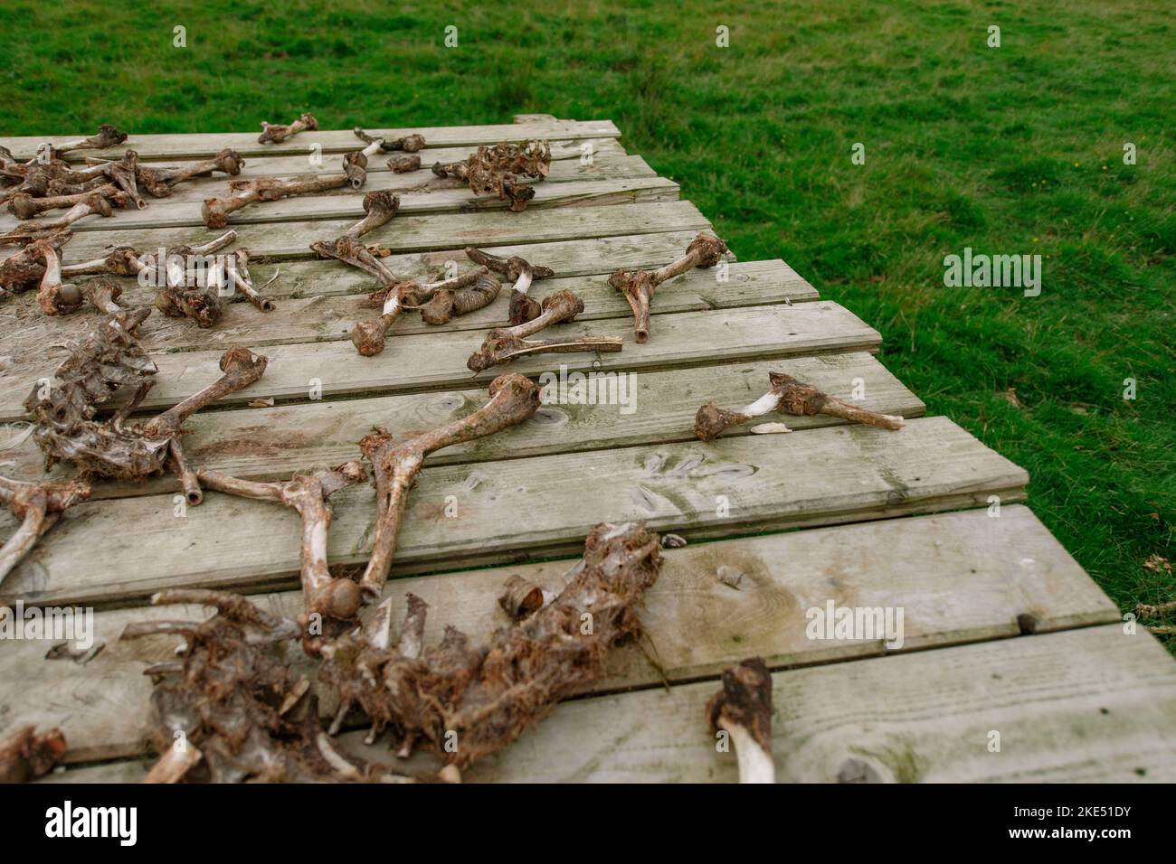 Picture By Jim Wileman - 13/08/21 Derek Gow pictured with a sky table ...