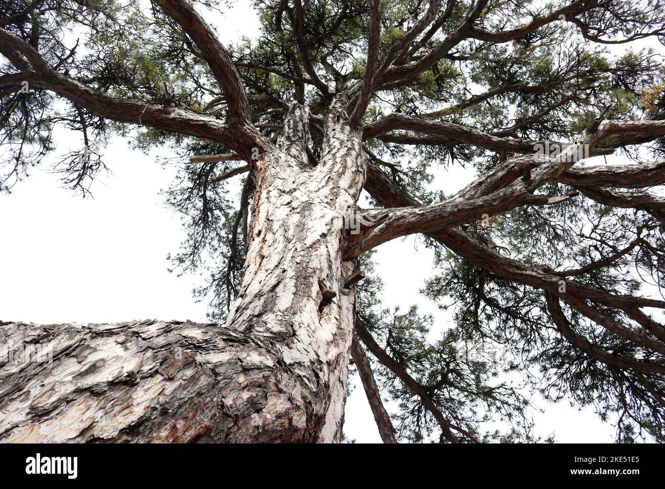 big pine trees in the forest Stock Photo - Alamy