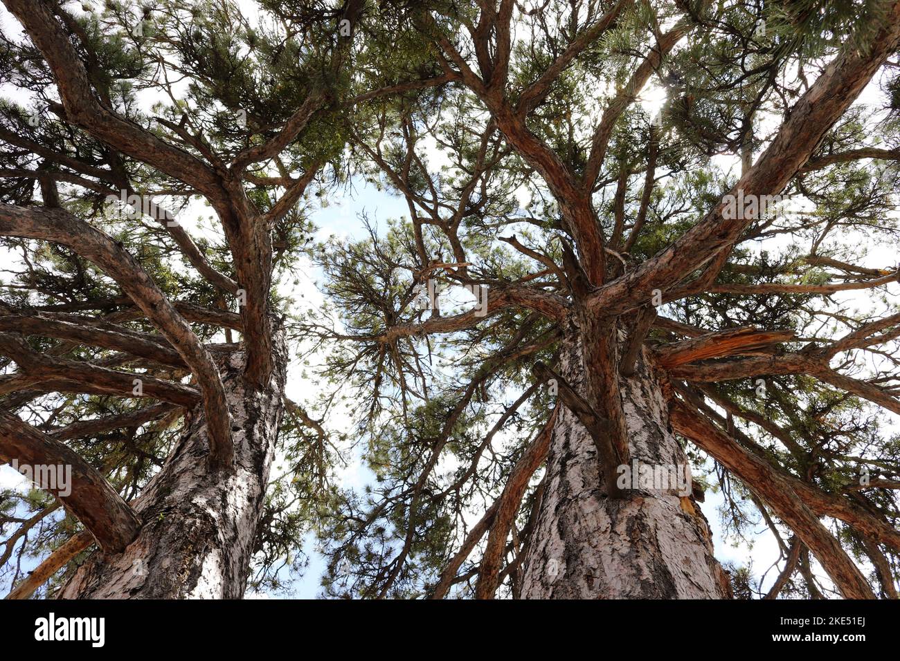 big pine trees in the forest Stock Photo - Alamy