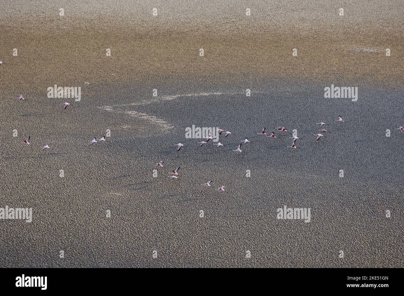 Group flamingos flying above hi-res stock photography and images - Alamy