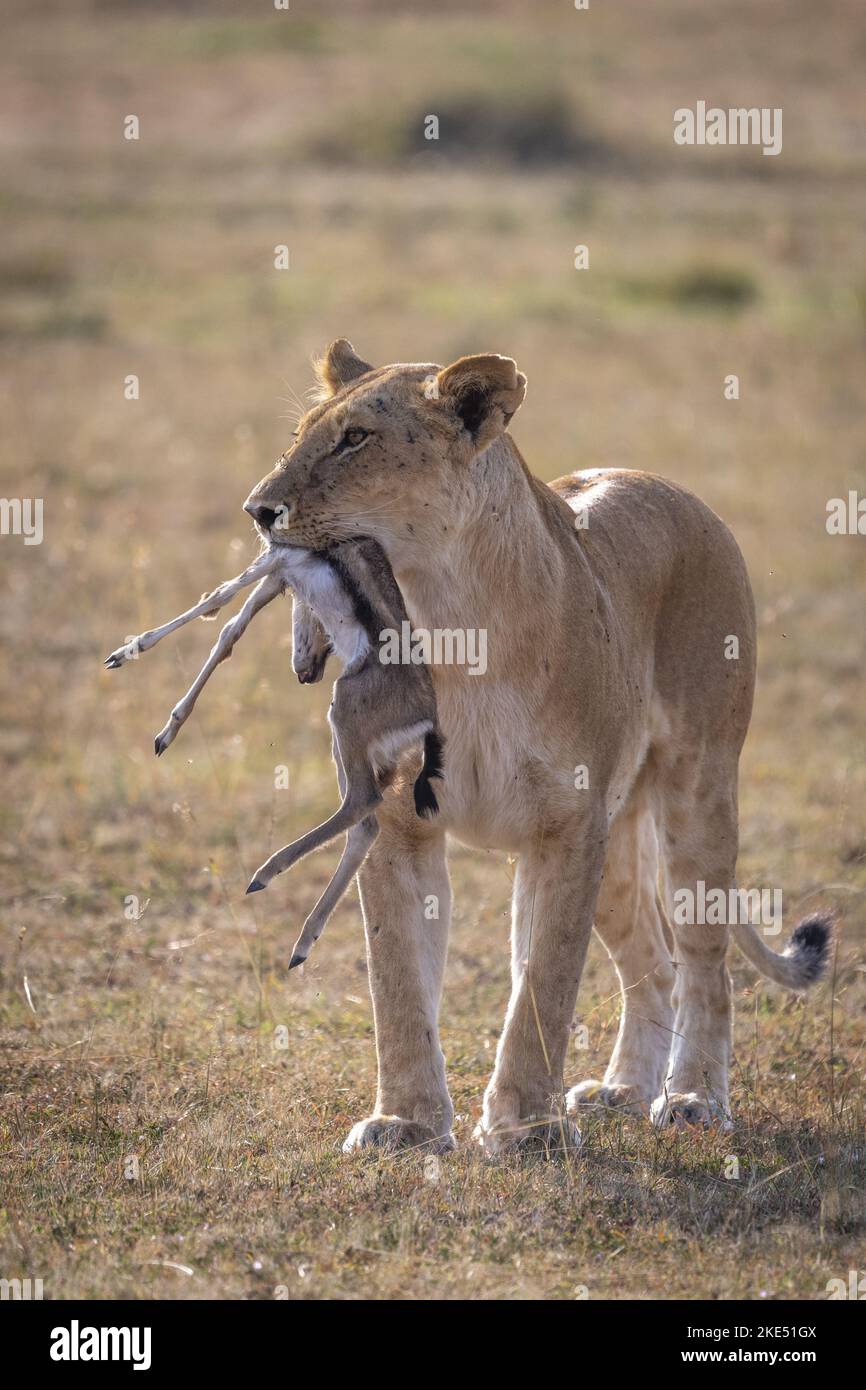 Female lion hunting pray hi-res stock photography and images - Alamy