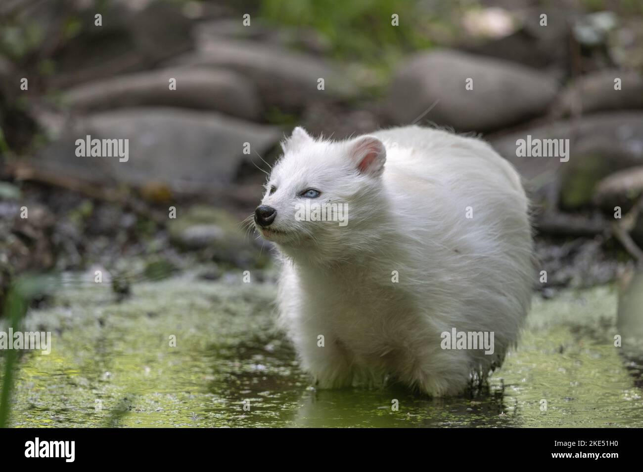 standing Raccoon Dog Stock Photo - Alamy