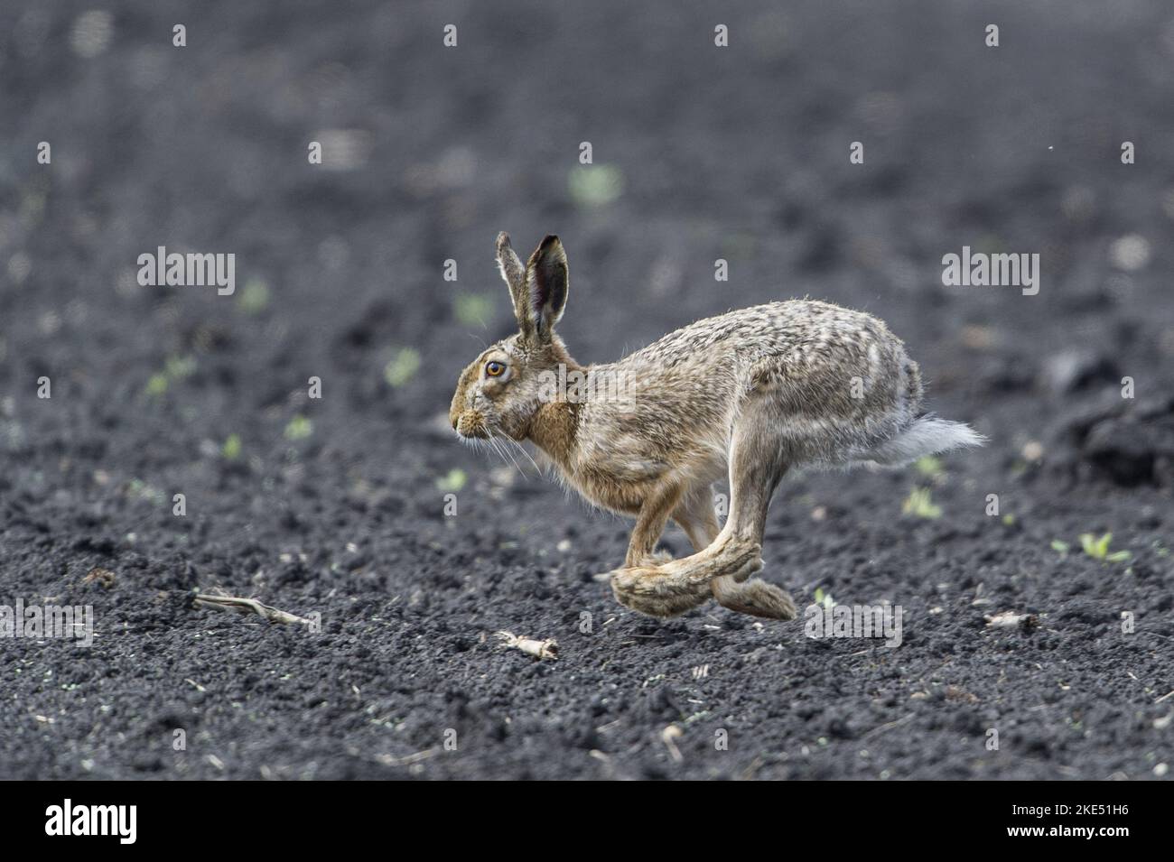 Hare gallop hi-res stock photography and images - Alamy
