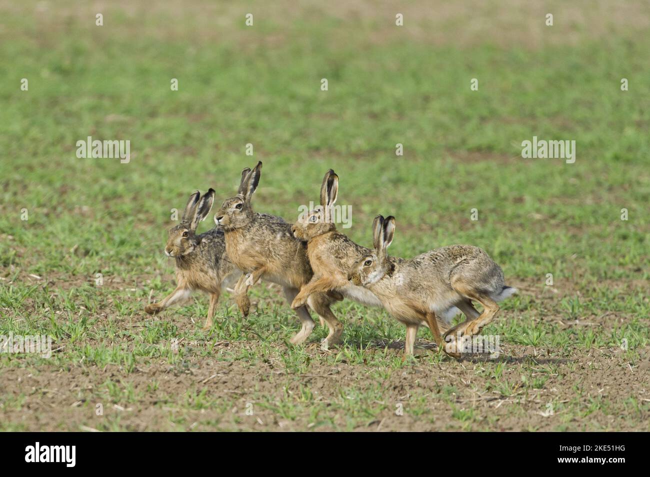 Hare gallop hi-res stock photography and images - Alamy