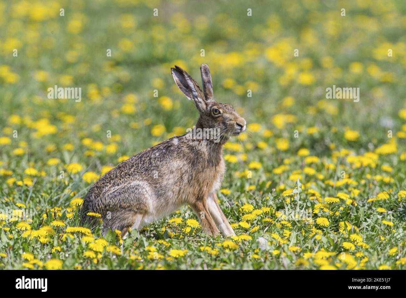 Lions hare hi-res stock photography and images - Alamy