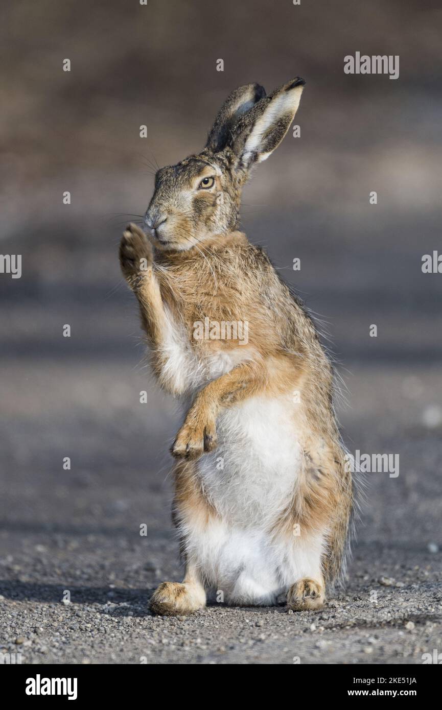 sitting Brown Hare Stock Photo - Alamy