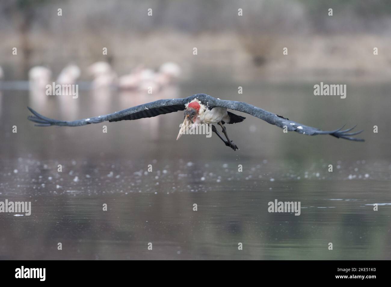 flying Marabou Stork Stock Photo - Alamy