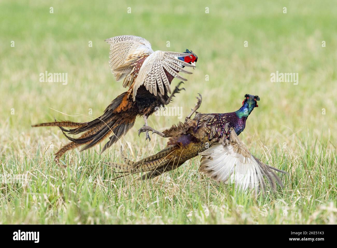 fighting Ring-necked Pheasant Stock Photo - Alamy