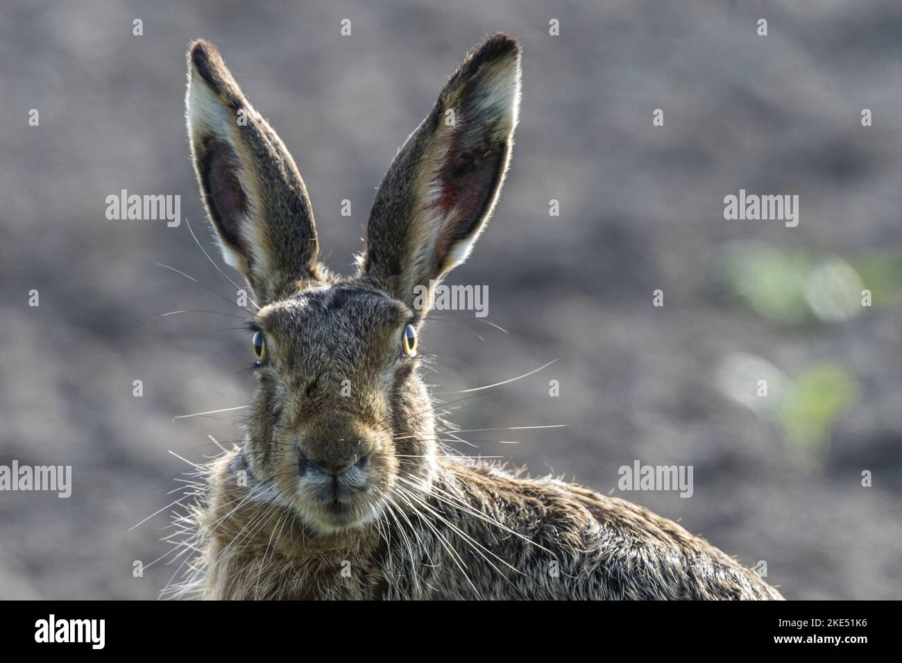 Brown Hare portrait Stock Photo - Alamy