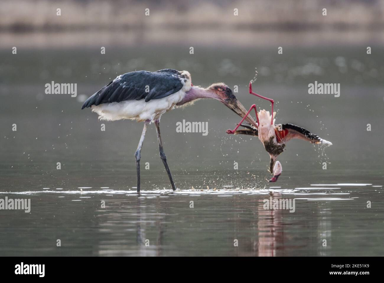 Flamingo hunt hi-res stock photography and images - Alamy