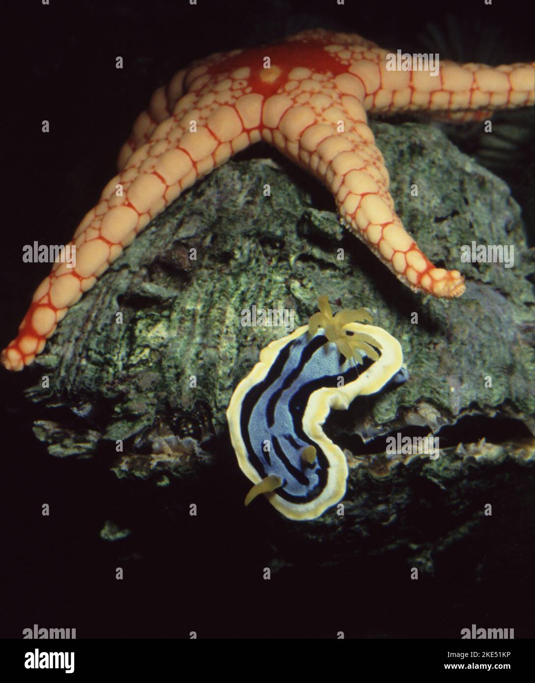 Sea slug (Chromodoris quadricolor) and necklace starfish or tiled ...